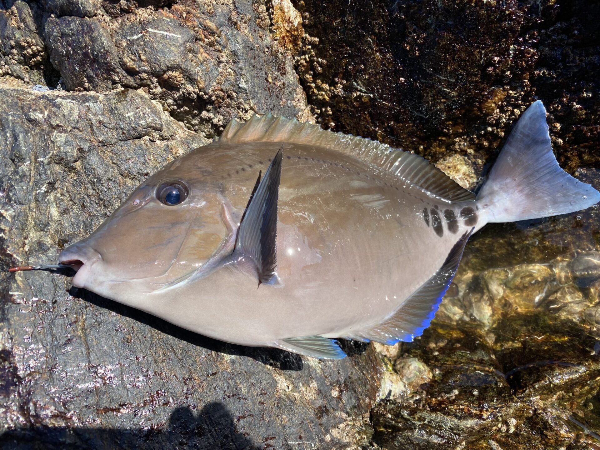 NARI FISHING グレの磯からのフカセ釣り | NARI.FISHING
