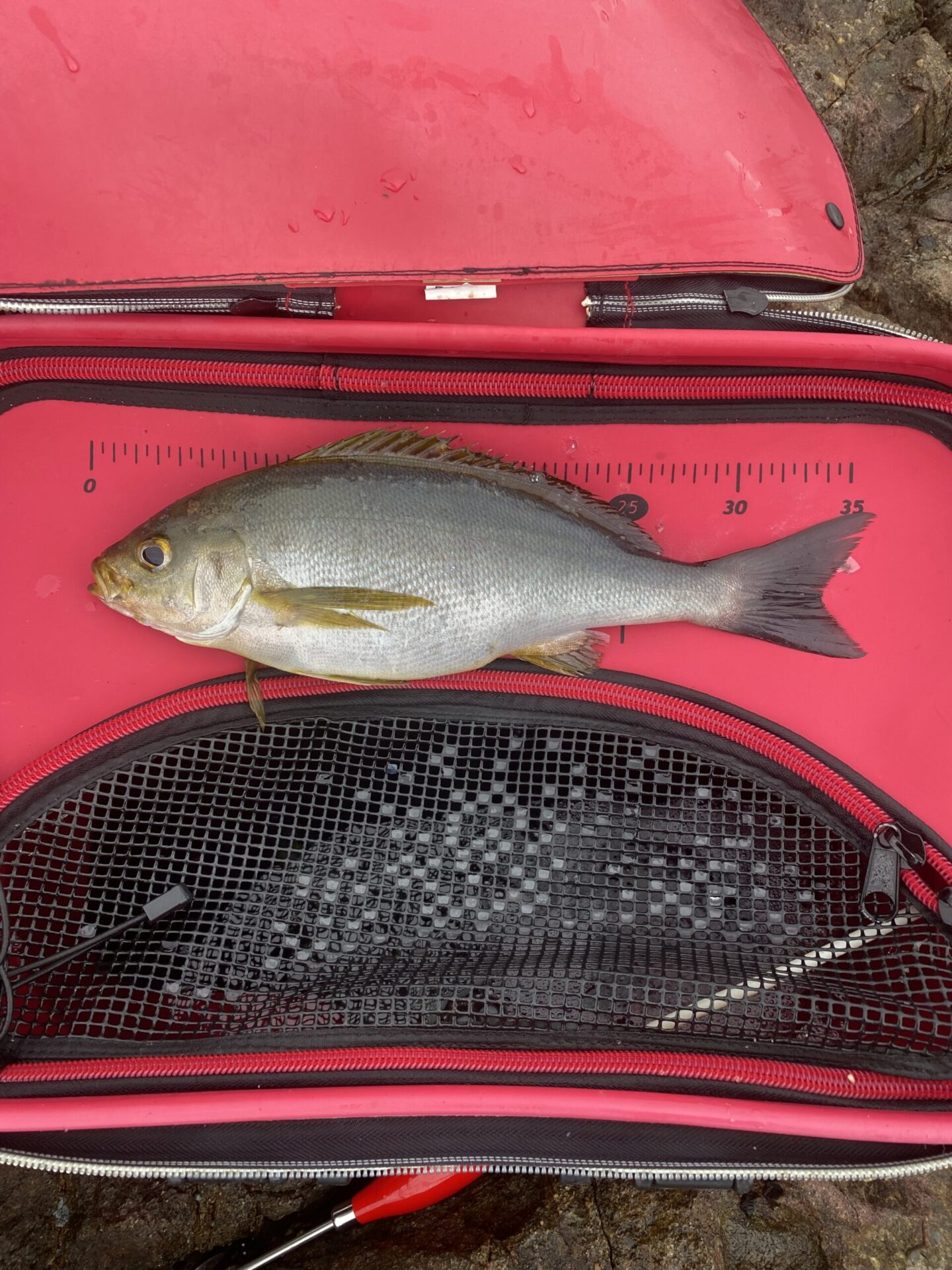 NARI FISHING グレの磯からのフカセ釣り | NARI.FISHING