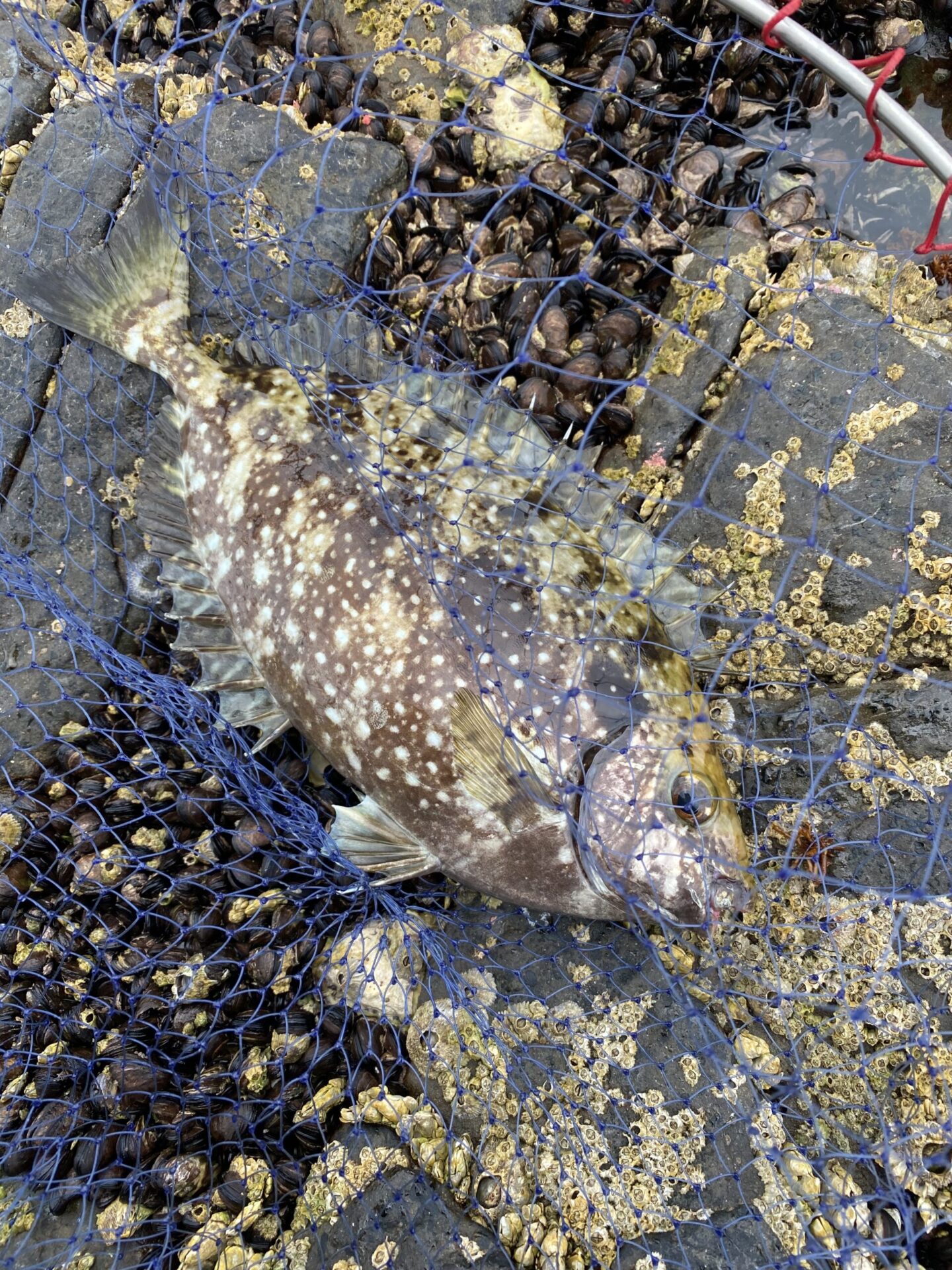 NARI FISHING グレの磯からのフカセ釣り | NARI.FISHING