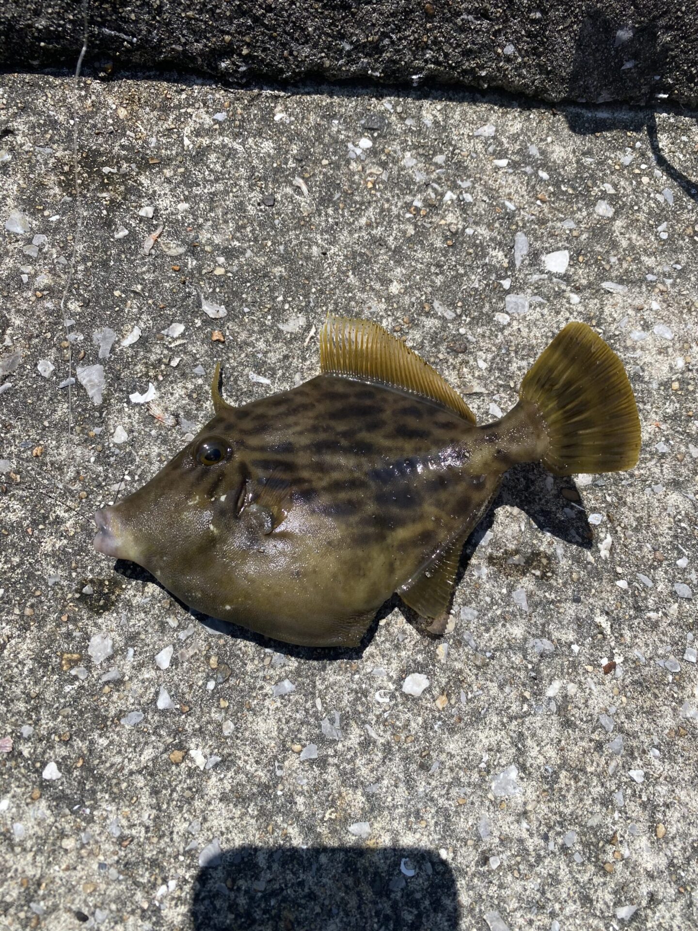 NARI FISHING グレの磯からのフカセ釣り | NARI.FISHING