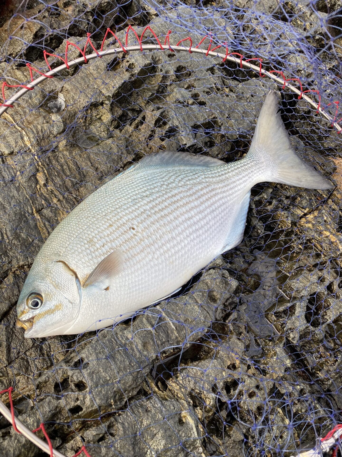 NARI FISHING グレの磯からのフカセ釣り | NARI.FISHING