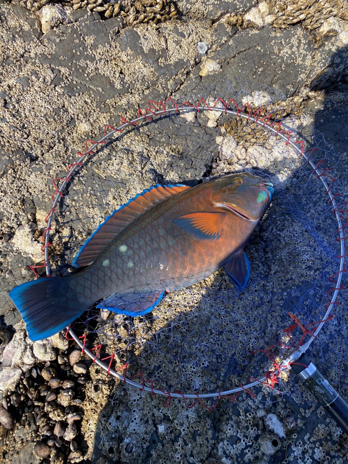 NARI FISHING グレの磯からのフカセ釣り | NARI.FISHING