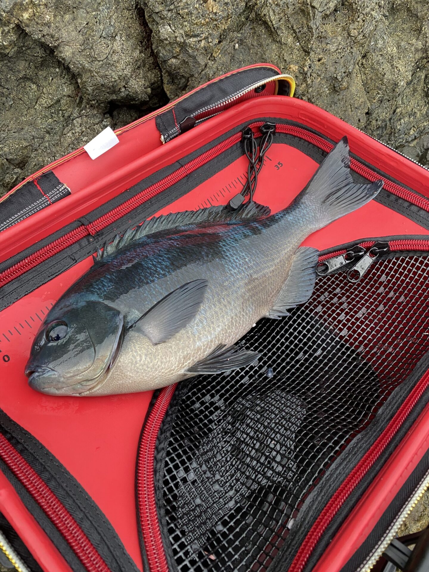 NARI FISHING グレの高浜の磯からのフカセ釣り | NARI.FISHING