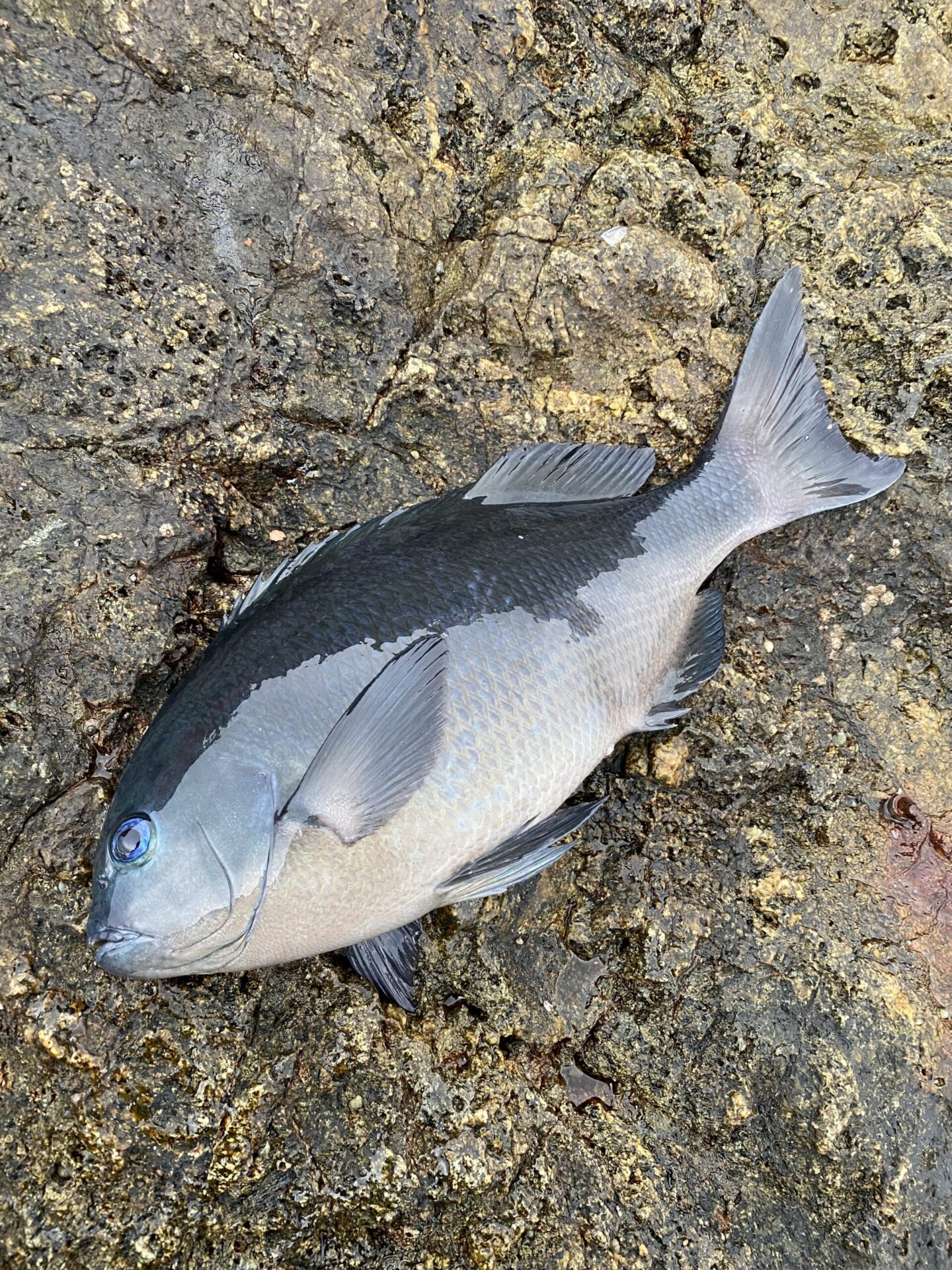 NARI FISHING グレの磯からのフカセ釣り | NARI.FISHING