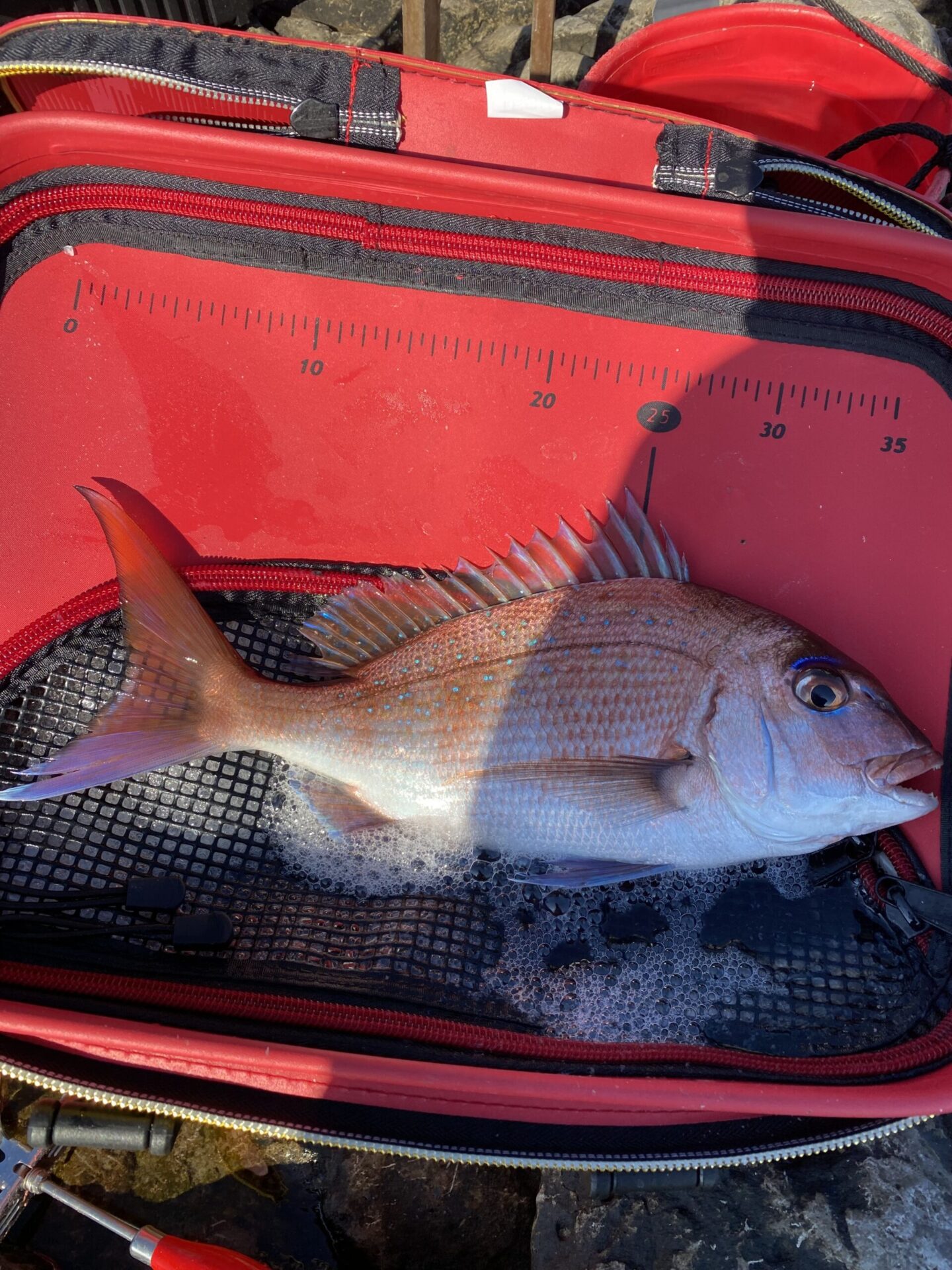 NARI FISHING グレの磯からのフカセ釣り | NARI.FISHING