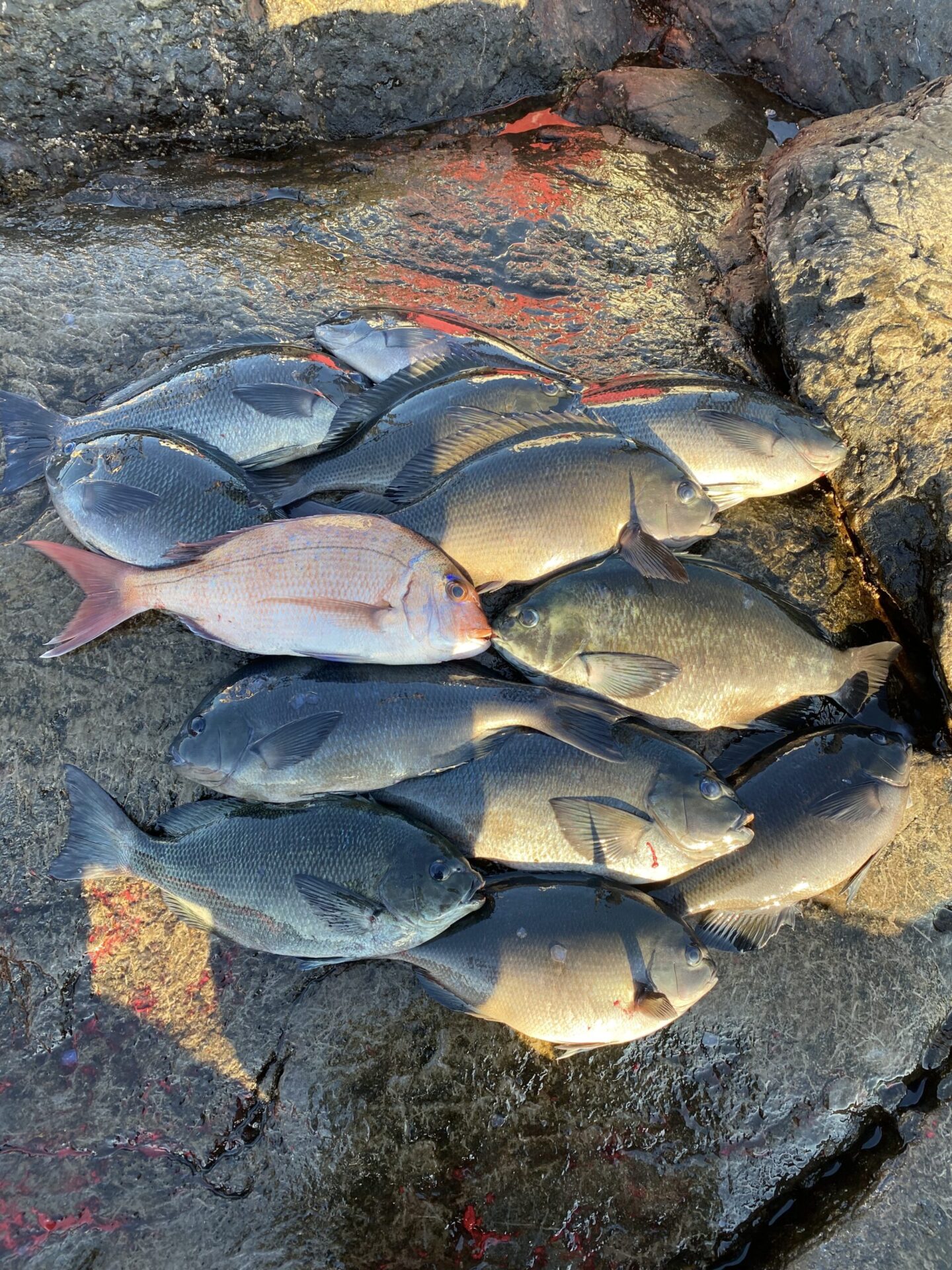 NARI FISHING グレの磯からのフカセ釣り | NARI.FISHING