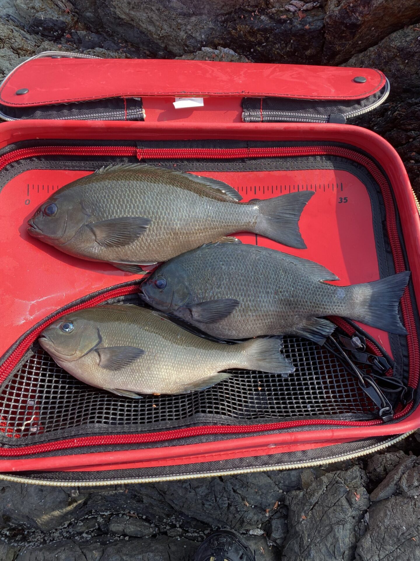 NARI FISHING グレの磯からのフカセ釣り | NARI.FISHING