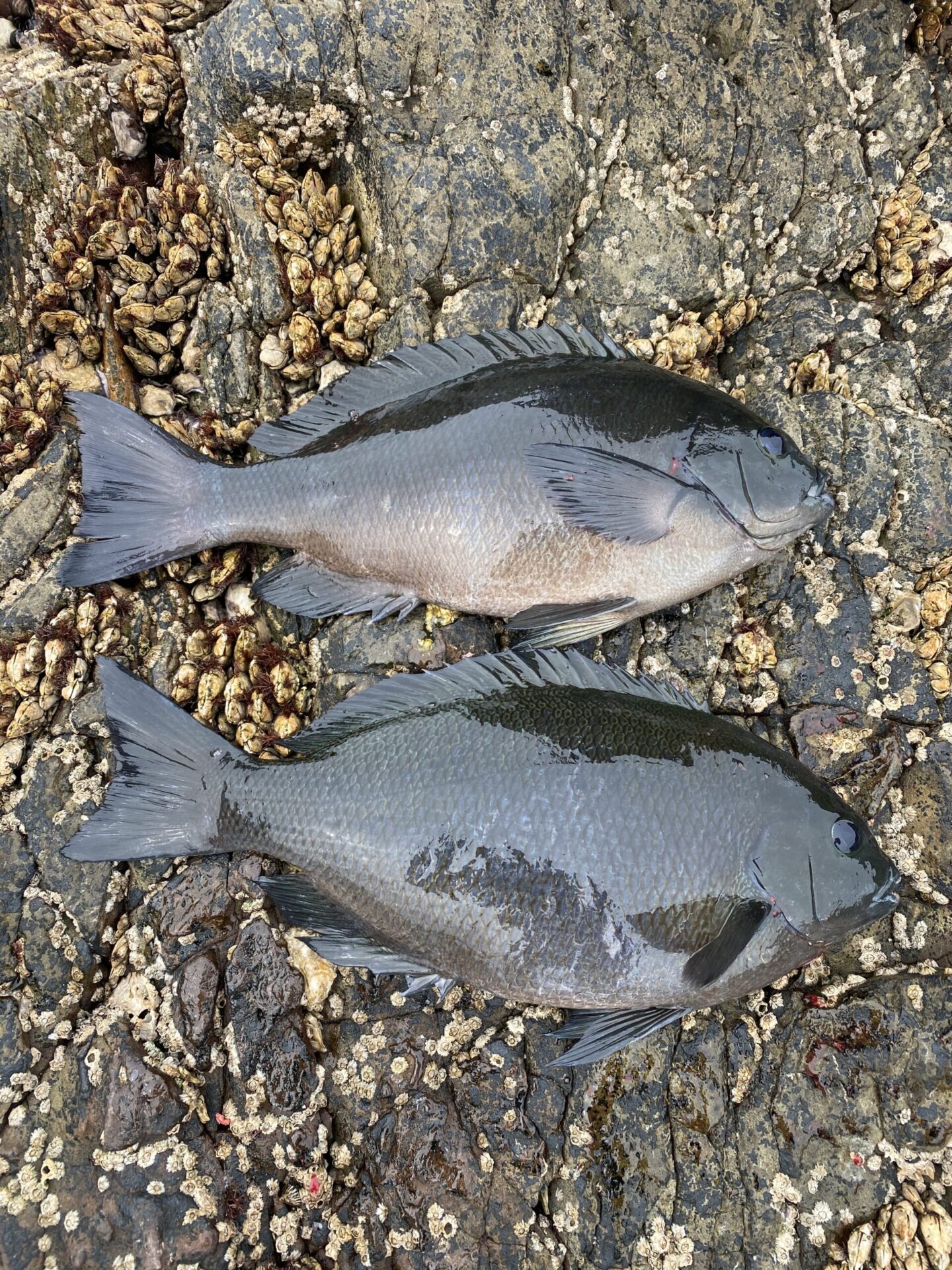 NARI FISHING グレの磯からのフカセ釣り | NARI.FISHING