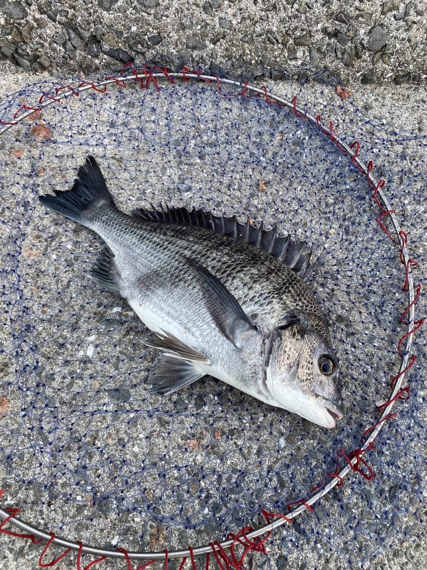 NARI FISHING グレ、チヌの磯、堤防からのフカセ釣り | NARI.FISHING